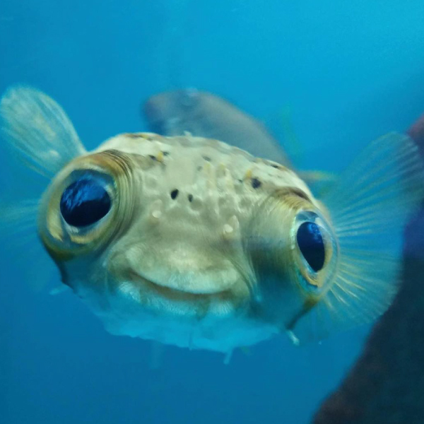 Memes Peixe Peixe Calvo é Complicado Kkkkkk
